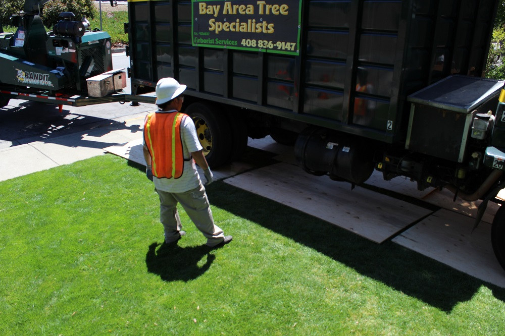 Best Arborist San Jose - Bay Area Tree Specialists (408) 836-9147 - ImgCDN